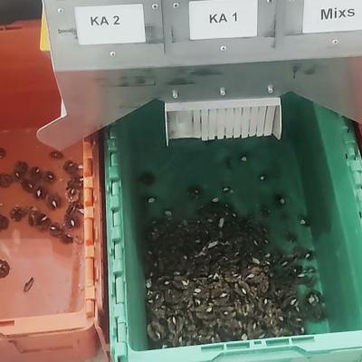 China 12-Channel Walnut Kernel Sorting Machine with High Frequency Linear Vibrators and 304 Stainless Steel Construction for sale