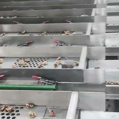 China Intelligent 4 Lanes Walnut-Kernel Separating Machine With Servo Drive Technology And Teflon Conveyor Belts For Precision High Grade Nut Sorting for sale