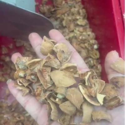 China Intelligent Walnut Kernel Sorting Machine Featuring Servo Drive Control And Teflon Coated High Strength Conveyor Belts For Reduced Kernel Damage Rates for sale