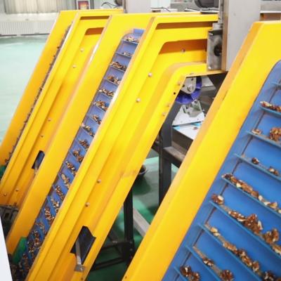 China Quick walnut kernel sorting machine with 12 multi-grade adaptive outlets, separating 15 kernel categories in one pass at 280–360 kg/h for sale