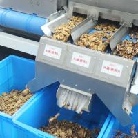 China Smart walnut kernel sorting machine with Teflon conveyor and high-frequency vibrator, reducing kernel breakage at 280–360 kg/h for sale