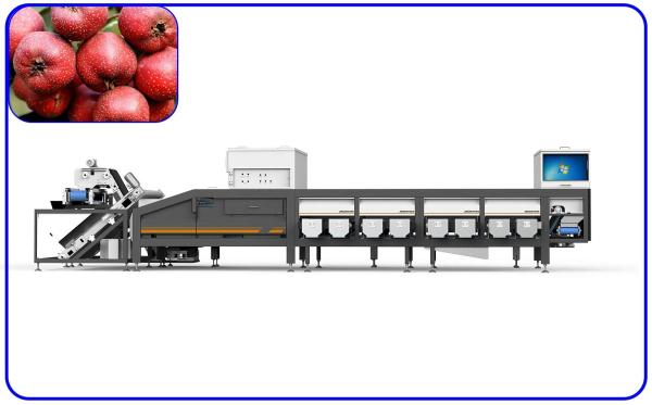 Canali industriali del vaglio 16 di 2 t/h per il cratego rosso delle date