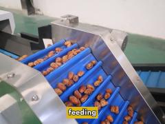 Desbloqueando a eficiência revolucionando a máquina de triagem de tâmaras com tecnologia de ponta