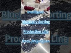 Linha de classificação de mirtilos da JGY
