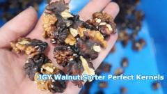 JGY Walnut Kernel Sorting Machine Multi-Grade with 1 passing ③