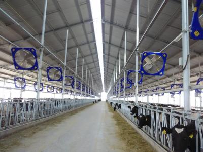 Cina 1.1A Efficienza 38 Ventilatore per bestiame con potenza 410w in vendita