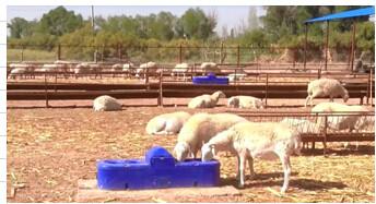 China Plastic Thermo Four Hole Drinking Trough 1.5m For Sheep for sale