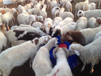 China Plastic Thermo Four Hole Drinking Trough 1.5m For Sheep for sale