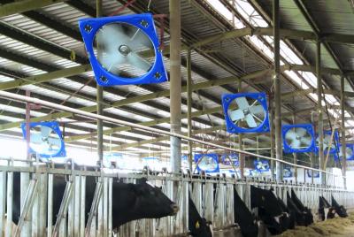 Cina 1140*1140*300 mm Ventilatori per la circolazione in vendita