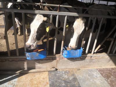 Cina EBS050BL leccano l'attrezzatura medica veterinaria dal supporto del mattone in vendita