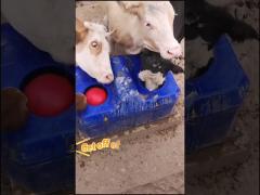 Υψηλής χωρητικότητας 85L πολυαιθυλένιο νεροχύτη με αντοχή στη διάβρωση και πλεγμένο σωλήνα