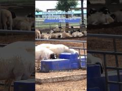 Corrosion Resistant 85L Blue Plastic Livestock Water Tank