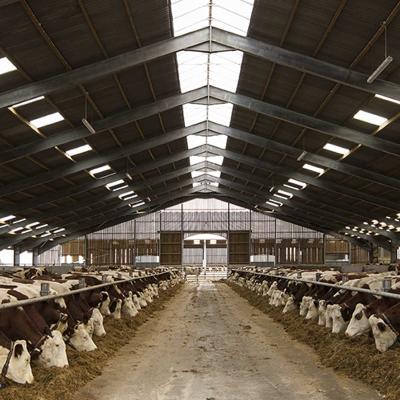 China Good Response Concrete Structure Dairy Cow Shed Building Farm Wind Resistance for sale