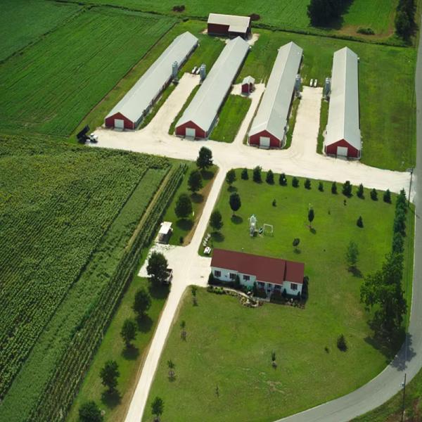 Quality Automatic Poultry House Light Steel Structure Poultry Shed Modern Chicken Farm for sale