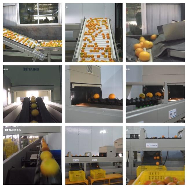 Taiho Intelligent Fruit Grading System Apple/Orange/Jujube/Kiwi/Pear Sorting Machine
