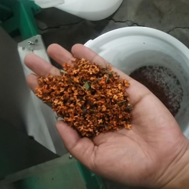 Taiho Automatic CCD Tea Color Sorter with Factory Price