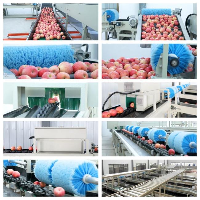 Taiho Olives Kumquat Kiwi Lemon Nectarine Processing Fruit Cleaning Sorting Machine Factory