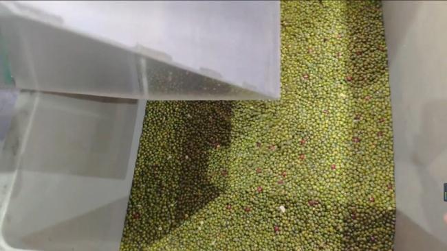 High Quality Taiho Sorting Machine X Ray Optical Selector for Nut Processing