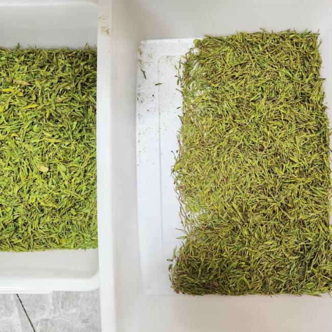 Good Service Taiho CCD Green Leaf Sorter Tea Leaves Color Separation Machine