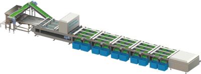 China Taiho Intelligent Fruit Grading System for Sorting Apple/Orange/Jujube/Kiwi/Pear Grader for sale