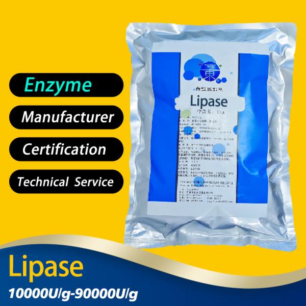 Quality Light White Powder Lipases Enzymes 10000U/G-90000U/G Lipase Digestive Enzymes for sale