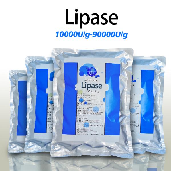 Quality 10000U/G-90000U/G Enzyme Lipase Breaks Down Lipase Powder For Cheese Making for sale