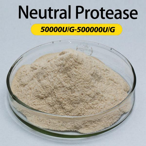 Quality Customized Protease In Baking 50000U/G-500000U/G Flour Gluten Reduction for sale