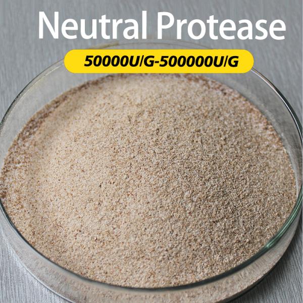 Quality Subtilisins Proteolytic Enzymes 50000U/G-500000U/G For Protein Peptide for sale