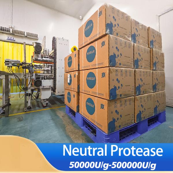 Quality neutral protease 500000U/g Used for protein feed and medicine providing enzyme preparation sample for sale