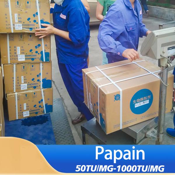 Quality 300USP-6000USP Liquid Papaya Enzyme Papain Powder Customized providing enzyme preparation sample for sale