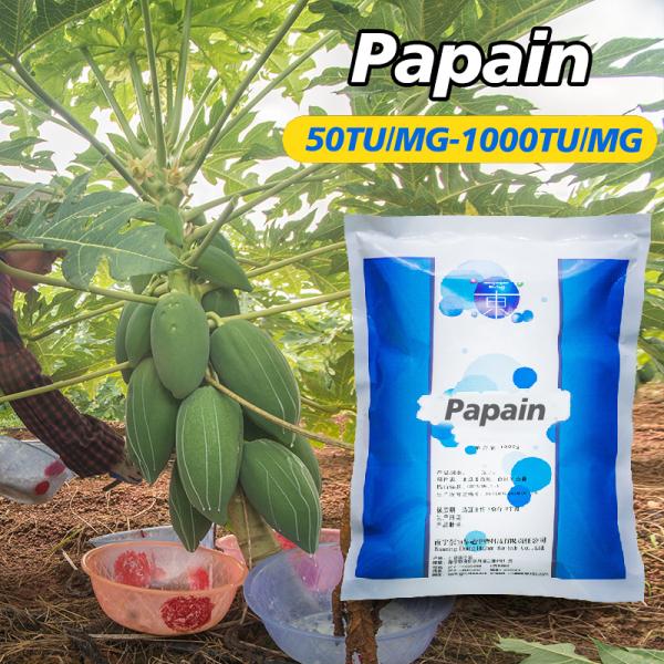 Quality protease price 300USP-6000USP papain manufacturer,  enzyme preparation with price advantage for sale
