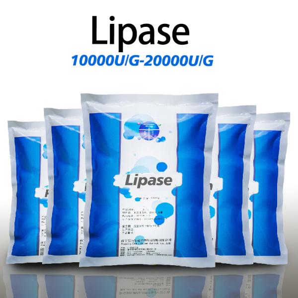 Quality Water Soluble Lipase In Bread 10000U/G-20000U/G Lipase Enzyme Powder for sale
