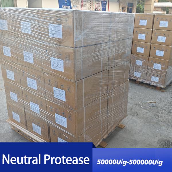 Quality Neutral protease Enzyme 9001-92-7 Food Grade  providing enzyme preparation sample for sale