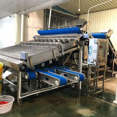 China Commercial Seafood Processing Machinery Fresh Crayfish White Shrimp Giant Freshwater Prawn Size Sorting Equipment for sale