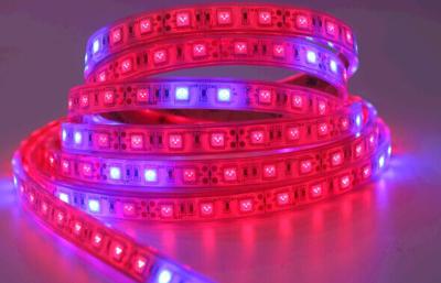 Cina FCC di RoHS del CE della luce progressiva della luce di striscia di DC12V 12W/m. LED SMD LED LED in vendita