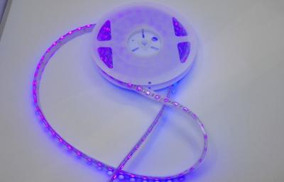 Cina Le lampade fluorescenti che principali UV eccellenti il Regno Unito ha condotto l'illuminazione di striscia impermeabilizzano 5m/rotolo in vendita