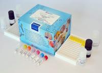 China Colorimetric Doxycycline ELISA Test Kit Quantitative Analysis High Recovery for sale