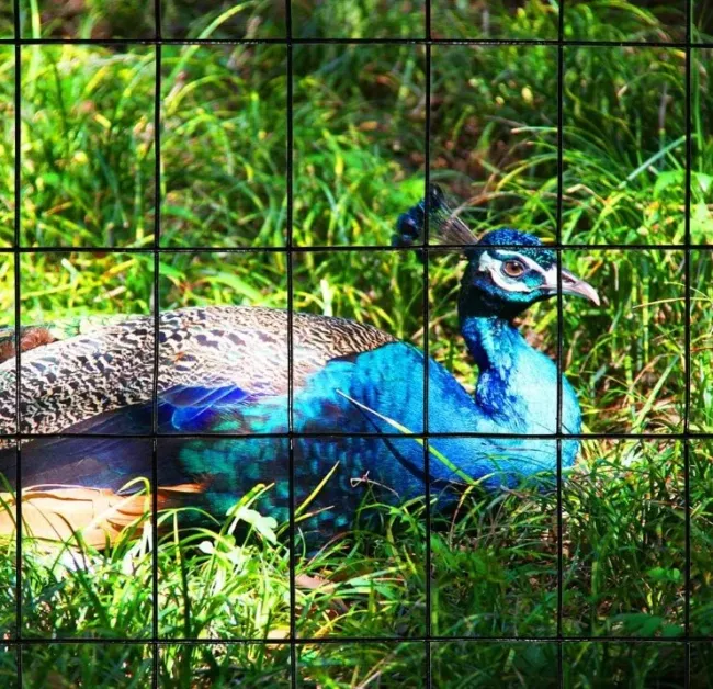 Galvanized Welded Wire Mesh for Fencing with Factory Price