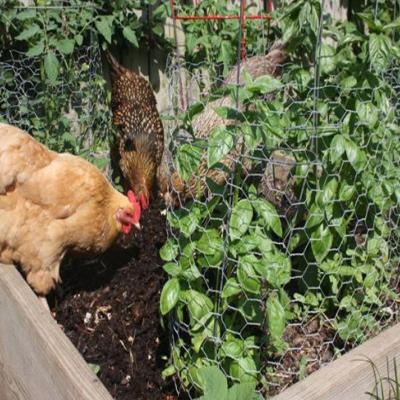 Cina 1/2" 3/8" 3/4" 1" Galvanizzato Hexagonal Chicken Wire Mesh in vendita