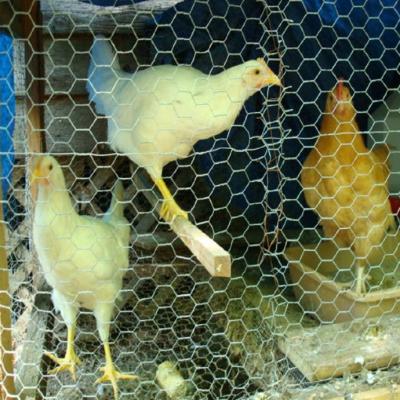 Cina Griglia esagonale di pollo Griglia esagonale di filo galvanizzato 0,3 mm in vendita