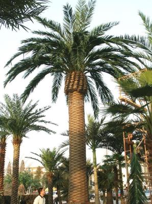 China Artificial/simulation palm trees for sale