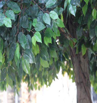 China plastic  banyan tree, artificial ficus tree for sale