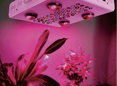 China Nouveaux Products Noah 8S 6S 4S 1200W 1000W 600W LED Plant Grow Lights for Indoor Greenhouse for sale