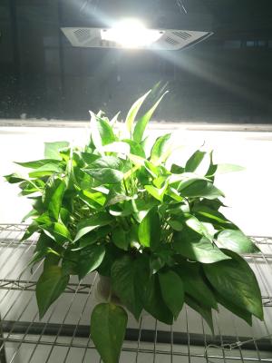 China COB Led Grow Light Full Spectrum Ultra-Thin Waterproof IP67 Flowers Growing Lamp for Vegetables and Bloom Indoor Outdoor for sale
