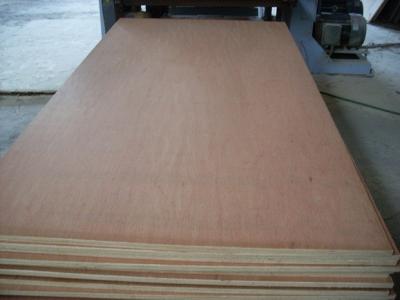 China bintangor f/b,poplar corer mr glue plywood for sale