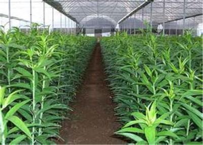 China Portable Uv Resistant Clear Plastic Roll Film UVA Diffuse For Greenhouse for sale