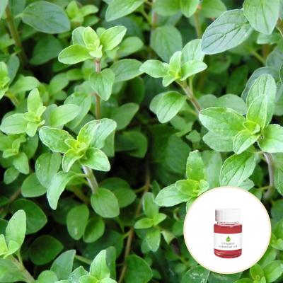 Cina Olio terapeutico organico puro di aromaterapia del grado dell'olio essenziale dell'origano dell'etichetta privata in vendita