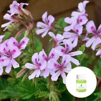 Cina Olio essenziale del geranio naturale puro dell'OEM 100% organico per la STAZIONE TERMALE del corpo in vendita