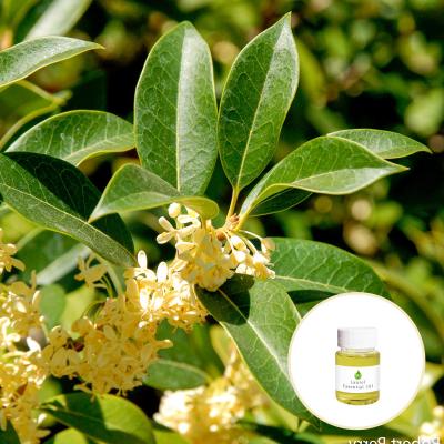 China Vela cosmética pura da massagem dos difusores da aromaterapia 100% Laurel Leaf Essential Oil For à venda