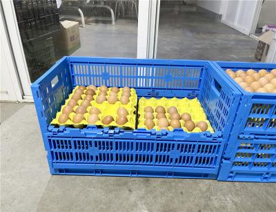 China PE-materiaal Persoonlijke plastic eierenbak voor voedselopslagcontainer Te koop